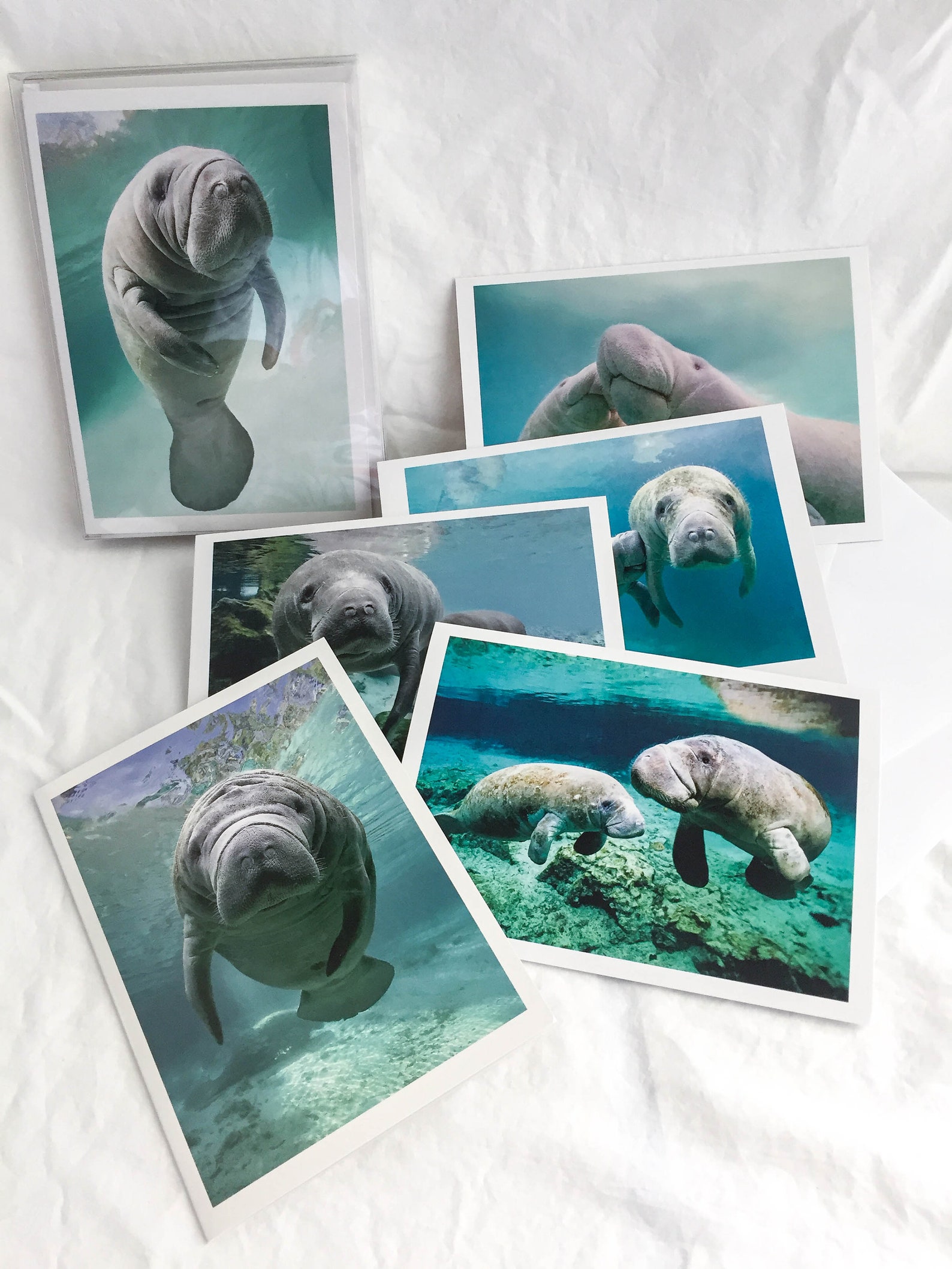 Manatee Photo Notecards, Set of 6 Blank Greeting Cards With Envelopes ...