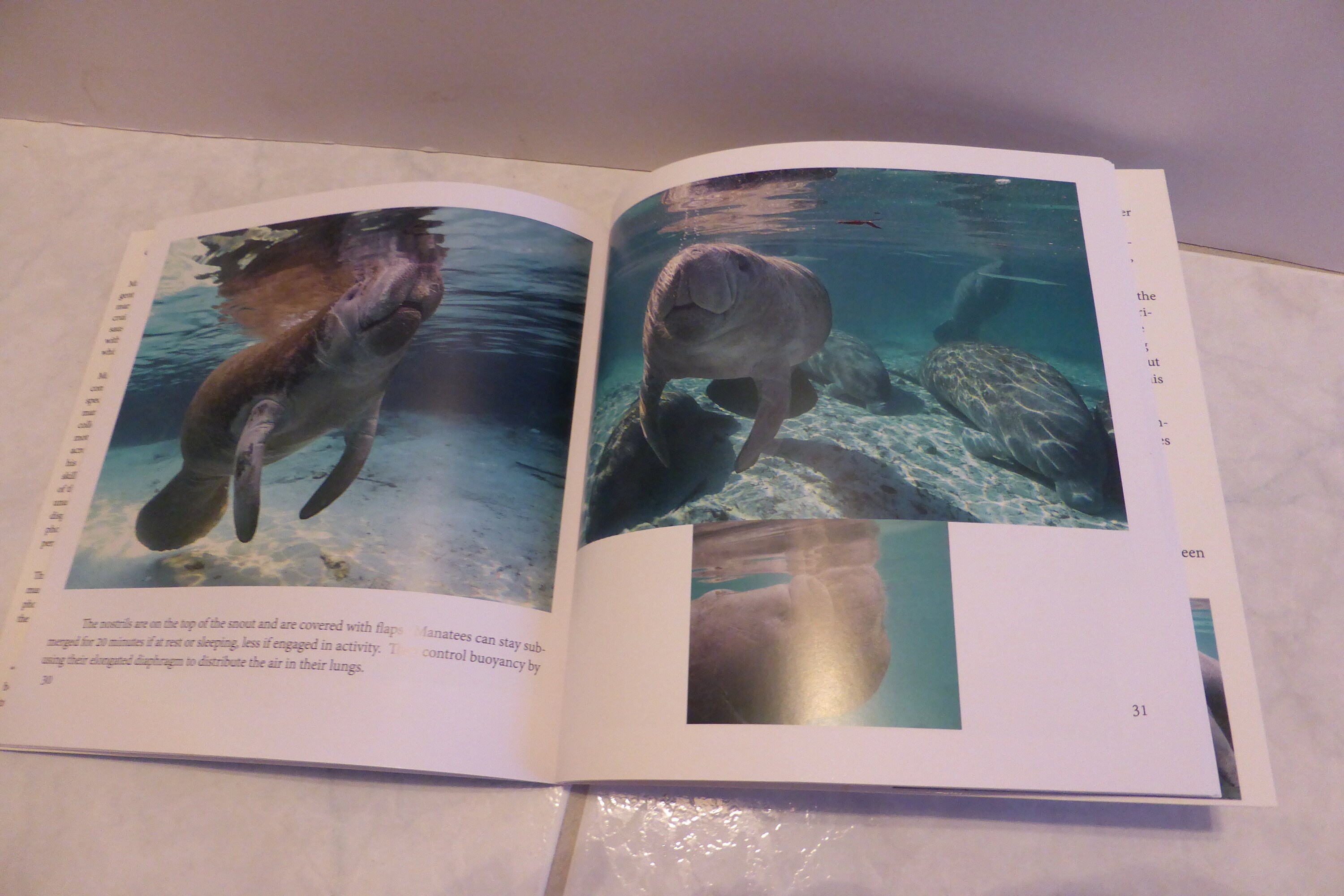 Manatees the Gentle Giants Book Full of Manatee Underwater - Etsy