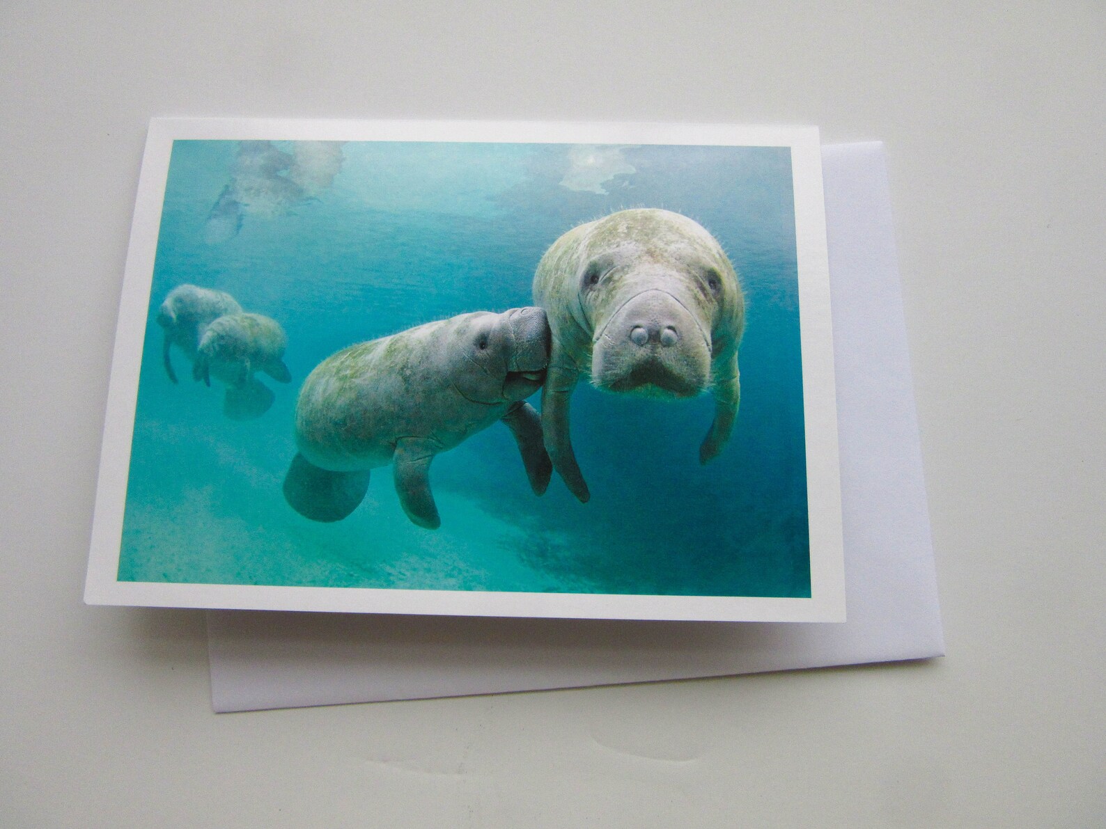 Manatee Photo Notecards, Set of 6 Blank Greeting Cards With Envelopes ...