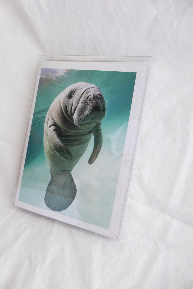 Manatee Photo Notecards, Set of 6 Blank Greeting Cards With Envelopes ...