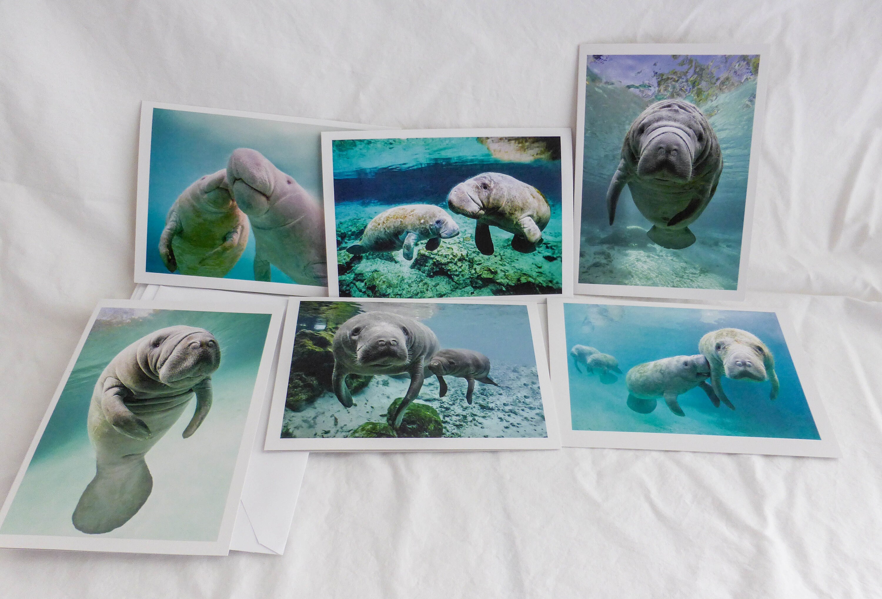 Manatee Photo Notecards, Set of 6 Blank Greeting Cards With Envelopes ...