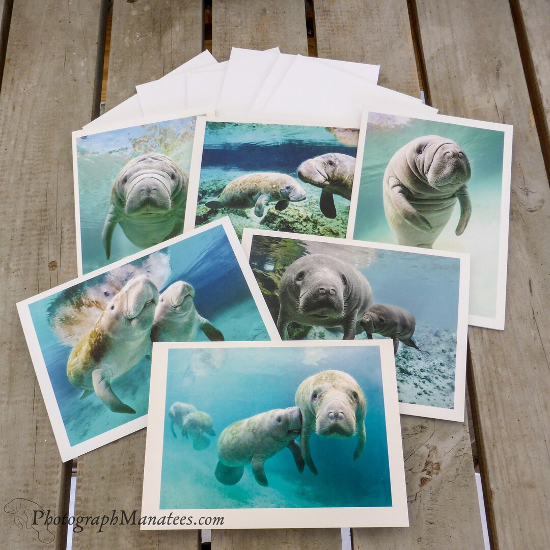 Manatee Photo Notecards, Choose From 6 Designs, 5 X 7, Blank Cards - Etsy