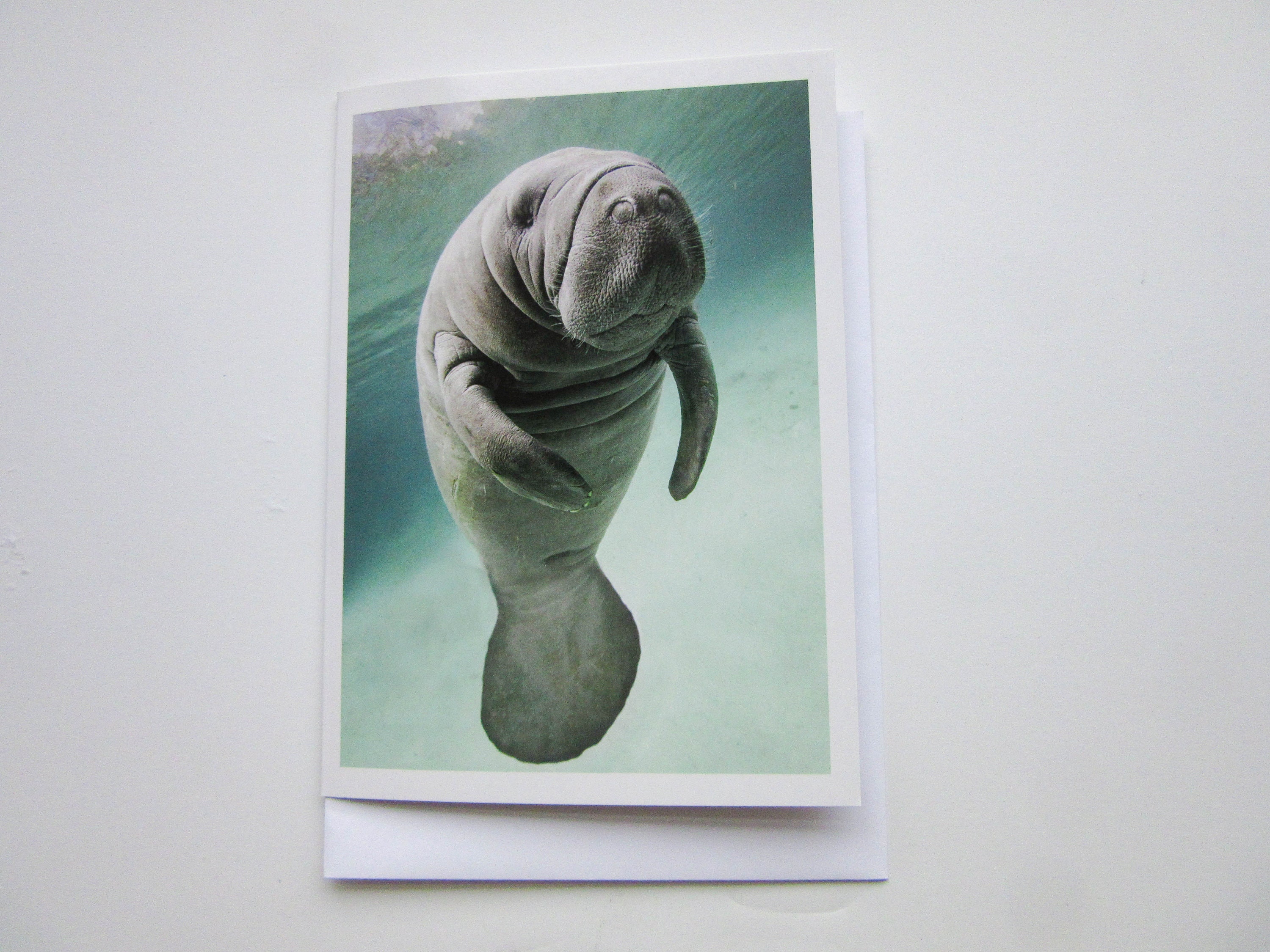 Manatee Photo Notecards, Set of 6 Blank Greeting Cards With Envelopes ...