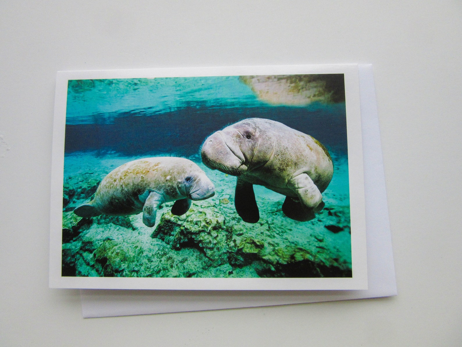 Manatee Photo Notecards, Set of 6 Blank Greeting Cards With Envelopes ...
