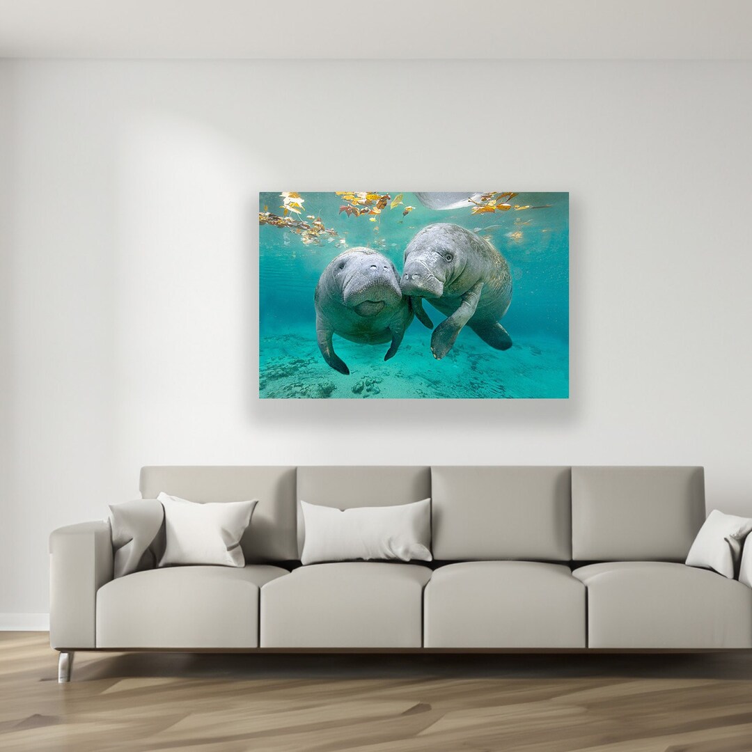 Baby Manatees Metal Print, Underwater Photography Wall Art - Etsy