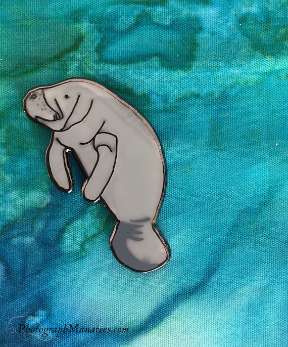 Cute Baby Manatee