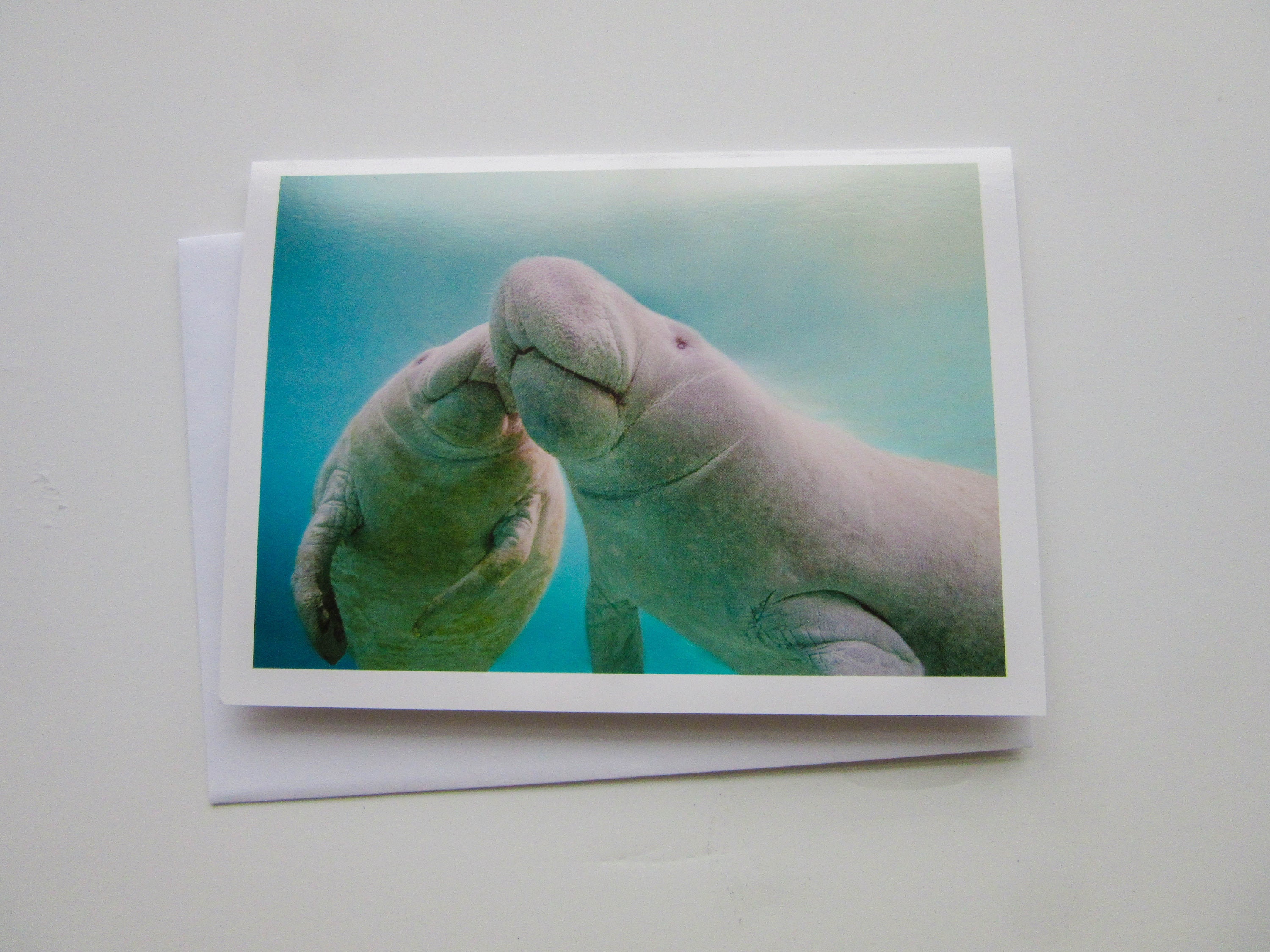 Manatee Photo Notecards, Set of 6 Blank Greeting Cards With Envelopes ...