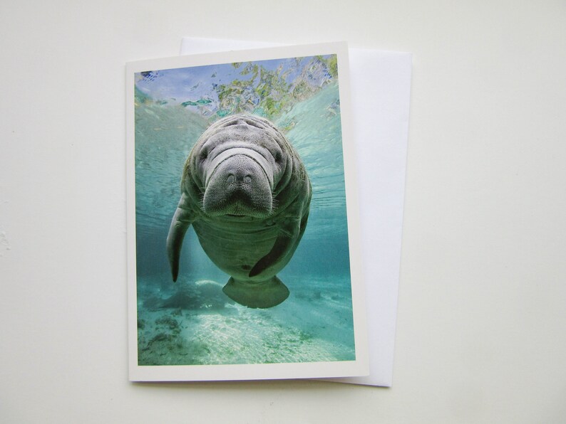 Manatee Photo Notecards, Set of 6 Blank Greeting Cards With Envelopes ...