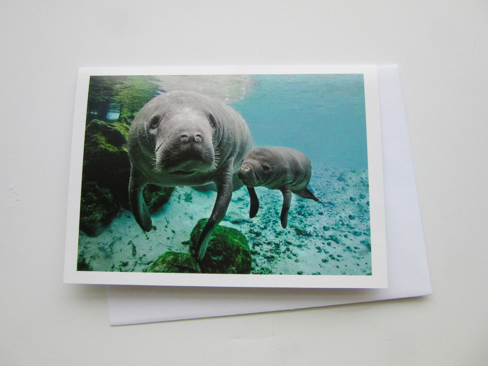 Manatee Photo Notecards, Set of 6 Blank Greeting Cards With Envelopes ...