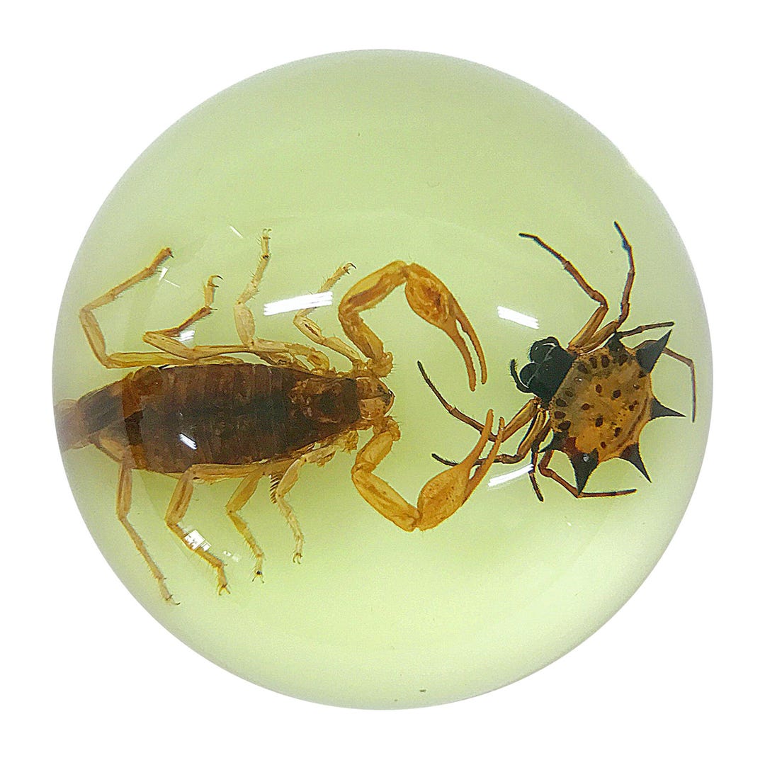Real Brown Scorpion and Spiny Spider Half-dome Paperweight ɸ2.5x1.3 In ...