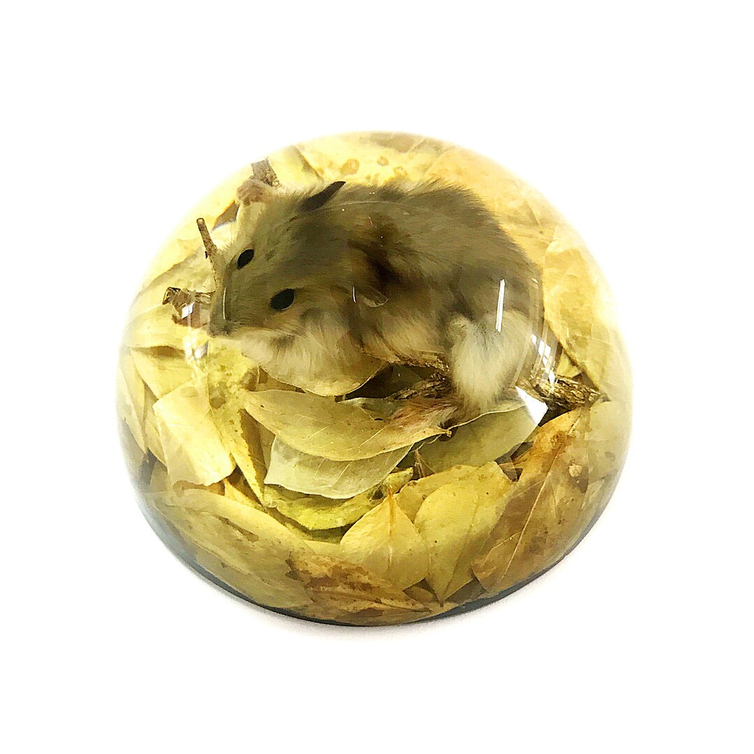 Hamster Half Dome Paperweight ɸ4x2 In - Etsy