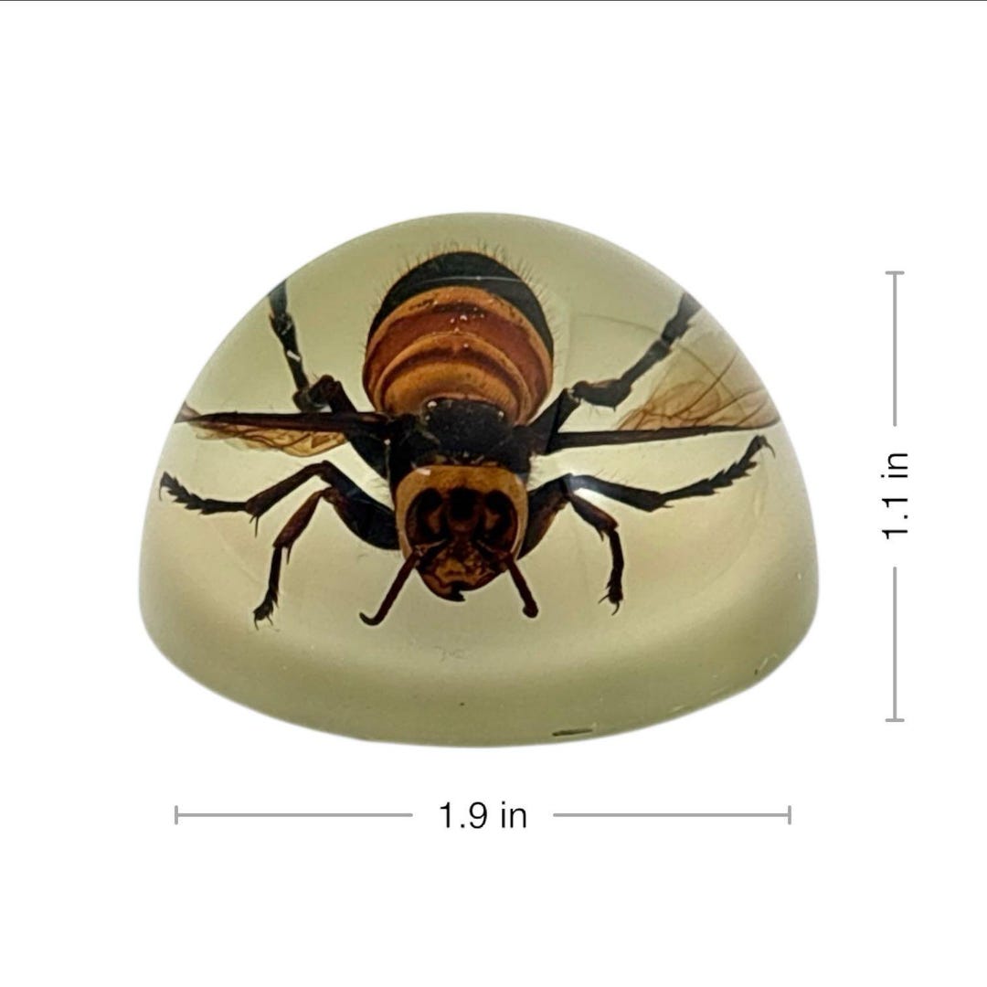Pack of 6 Glow in the Dark Real Wasp Paperweight - Etsy