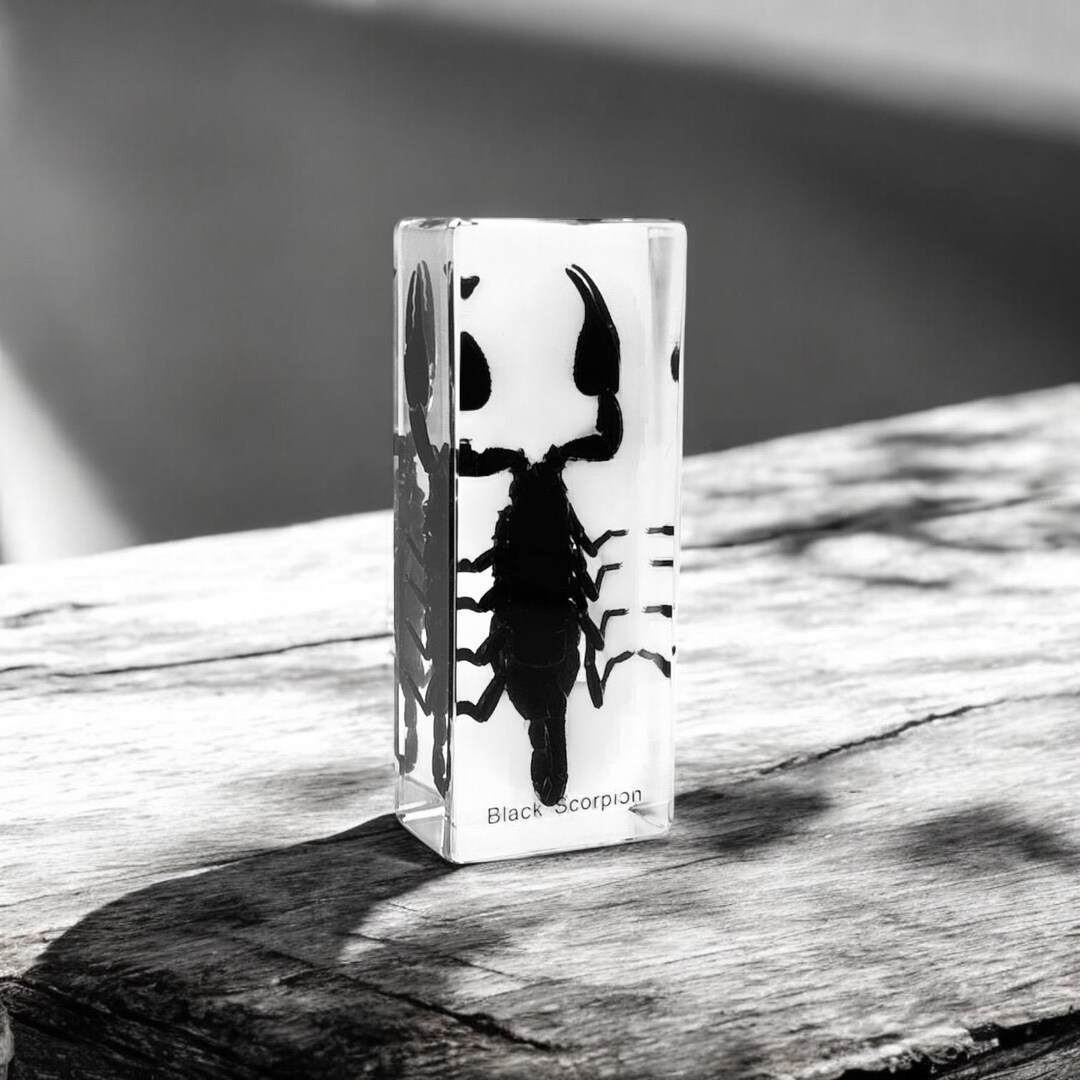 Scorpion Paperweight 4.3x1.7x1.1 In - Etsy