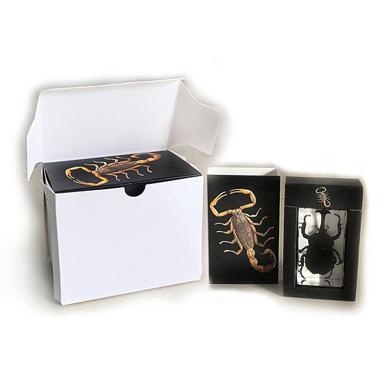 Scorpion Paperweight 2.9x1.6x1 in Paperweights Home & Living etna.com.pe