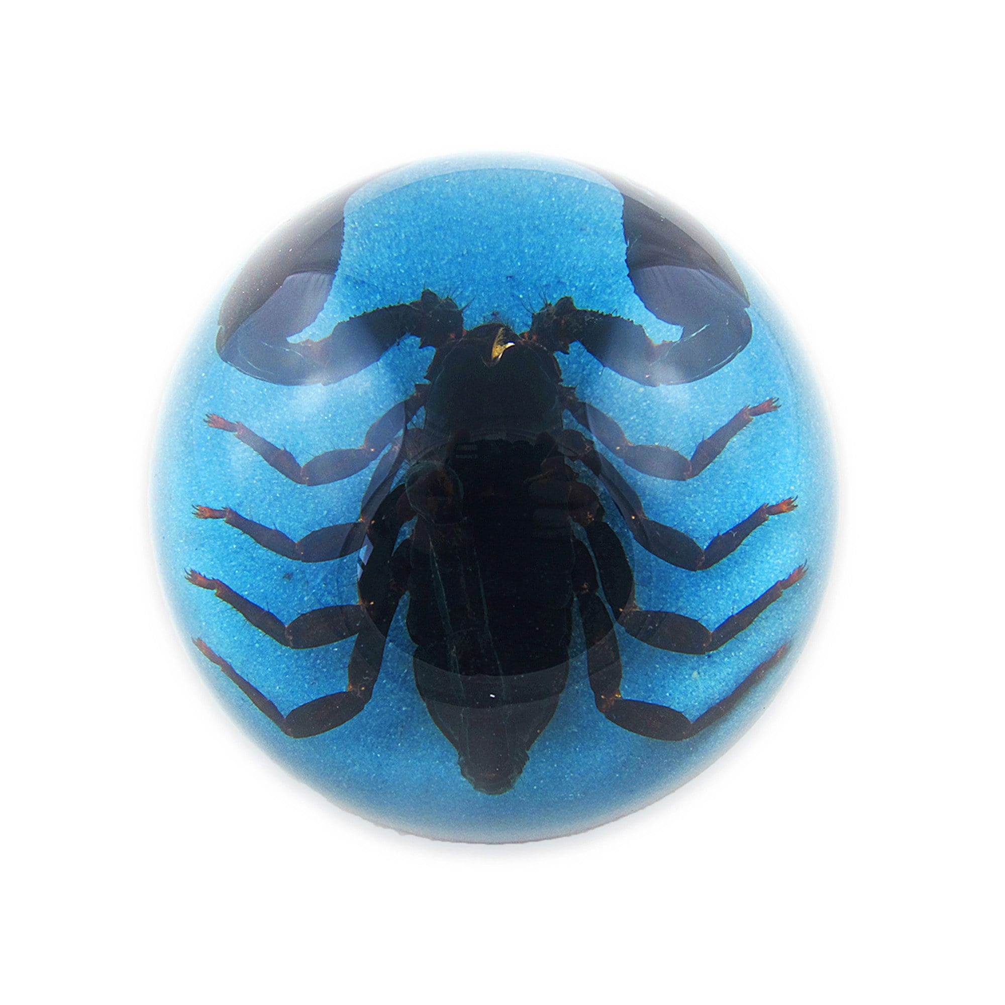 Home & Living Dome Paperweight \u02782.5x1.3 in Black Scorpion Half ...