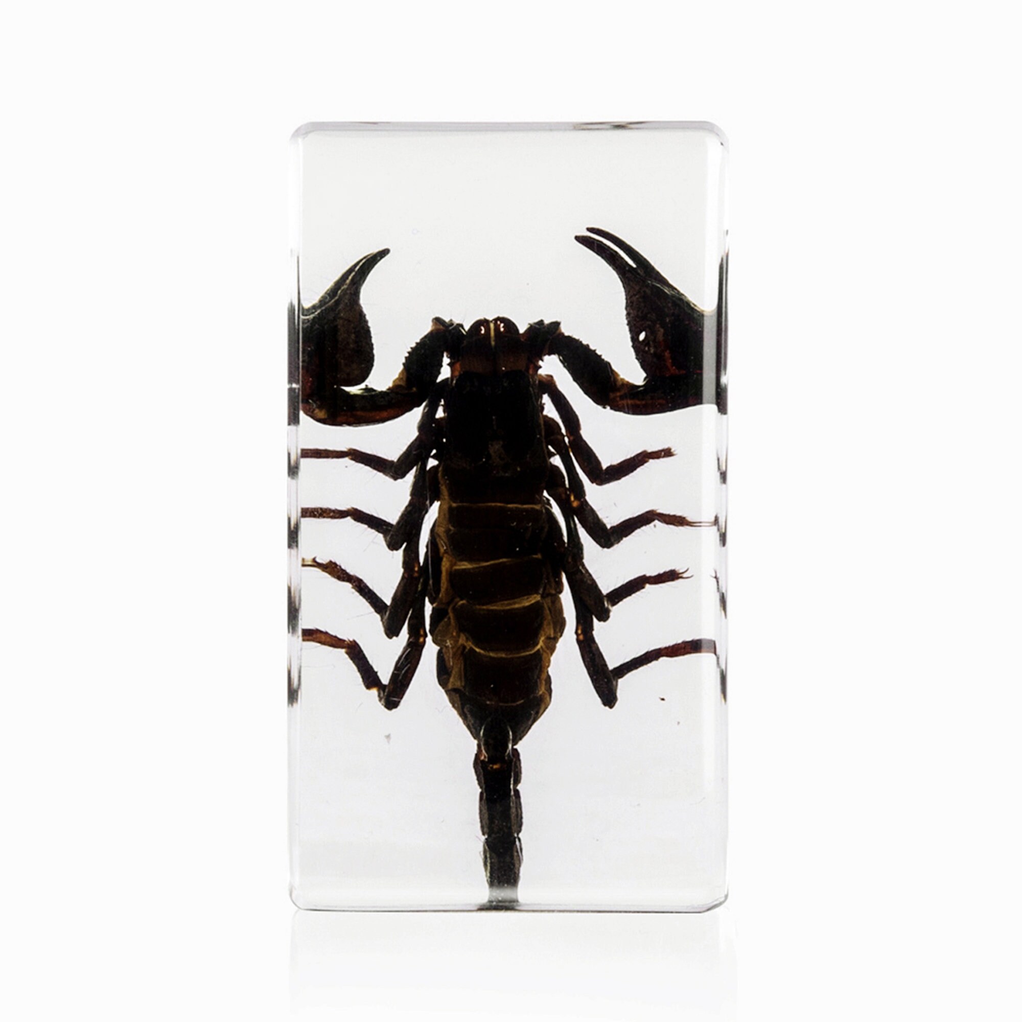 Scorpion Paperweight 2.9x1.6x1 in Paperweights Home & Living etna.com.pe