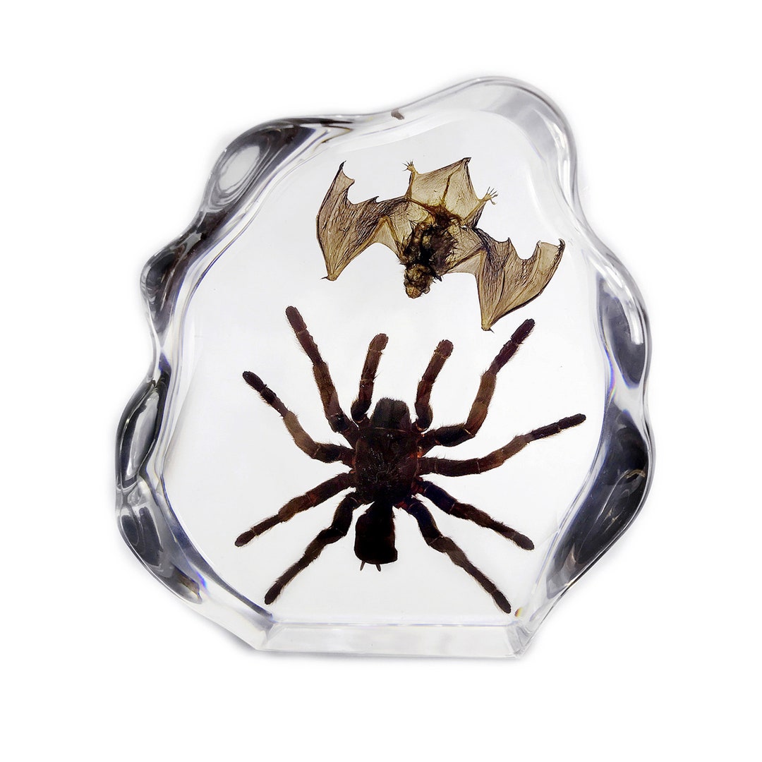 Bat & Tarantula Desktop Decorations 7x6.6x1.4 In - Etsy
