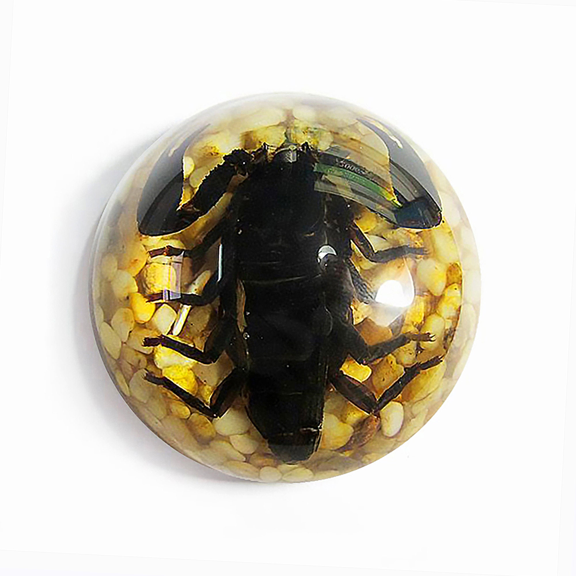 Home & Living Dome Paperweight \u02782.5x1.3 in Black Scorpion Half ...