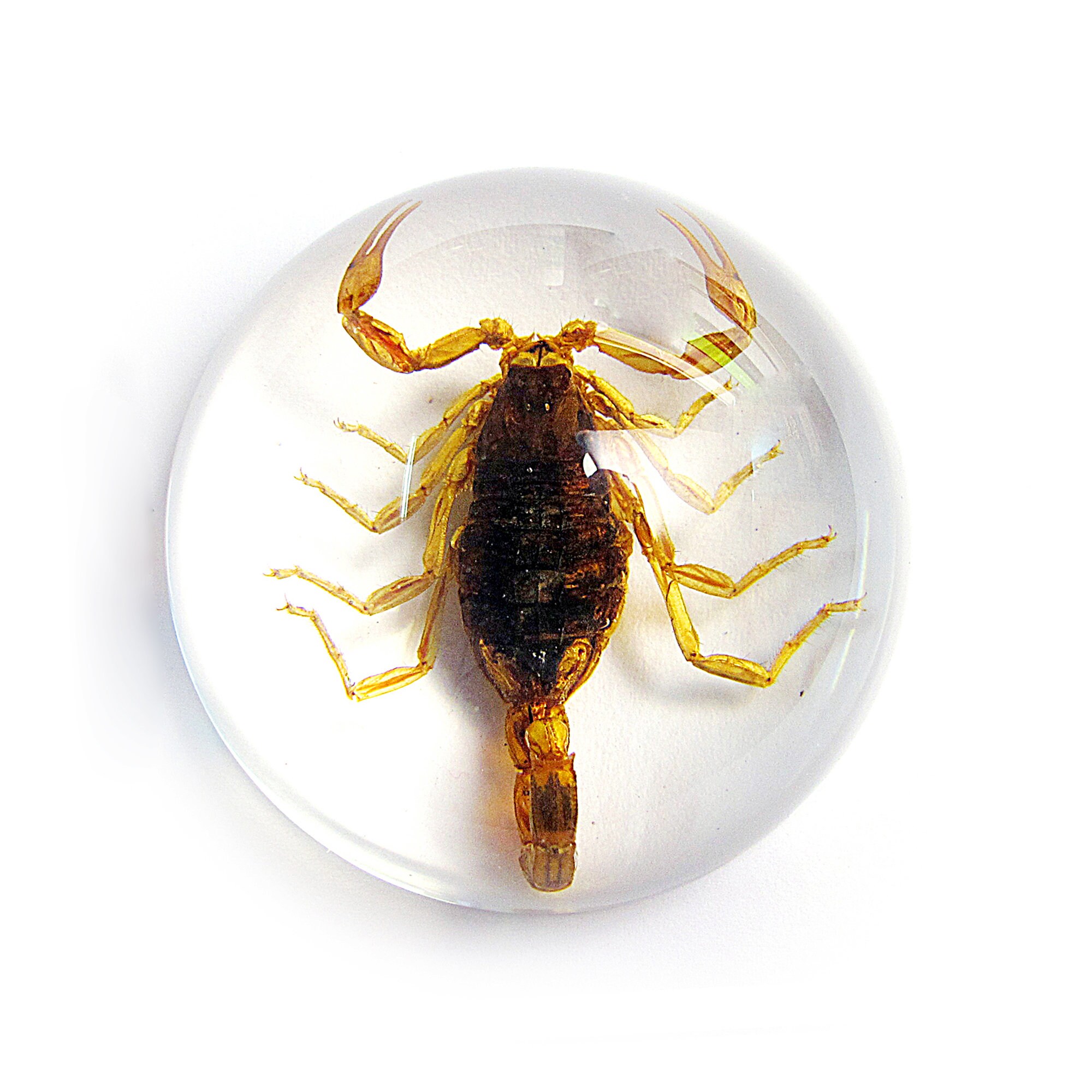 Home & Living Dome Paperweight \u02782.5x1.3 in Black Scorpion Half ...