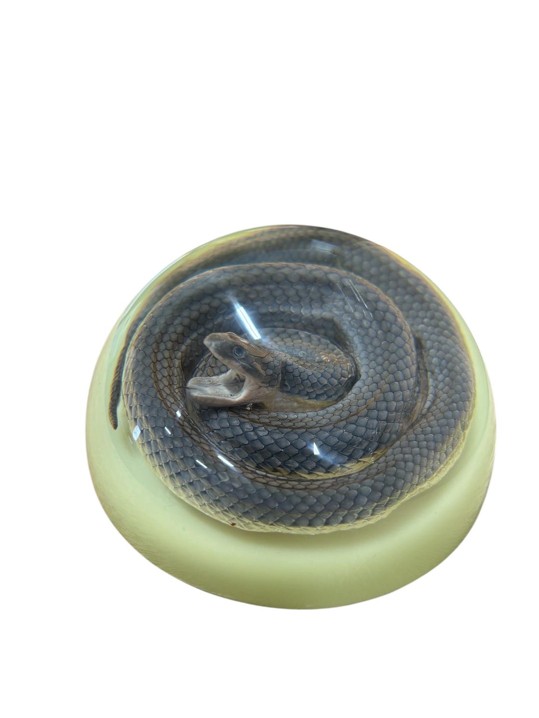 Real Snake Half Dome Paperweight ɸ4x2 In - Etsy