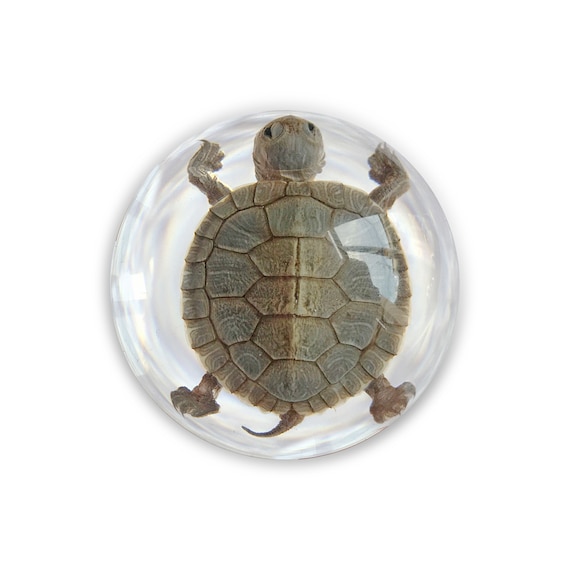 Tortoise Paperweight 2.5X1.3 - Etsy