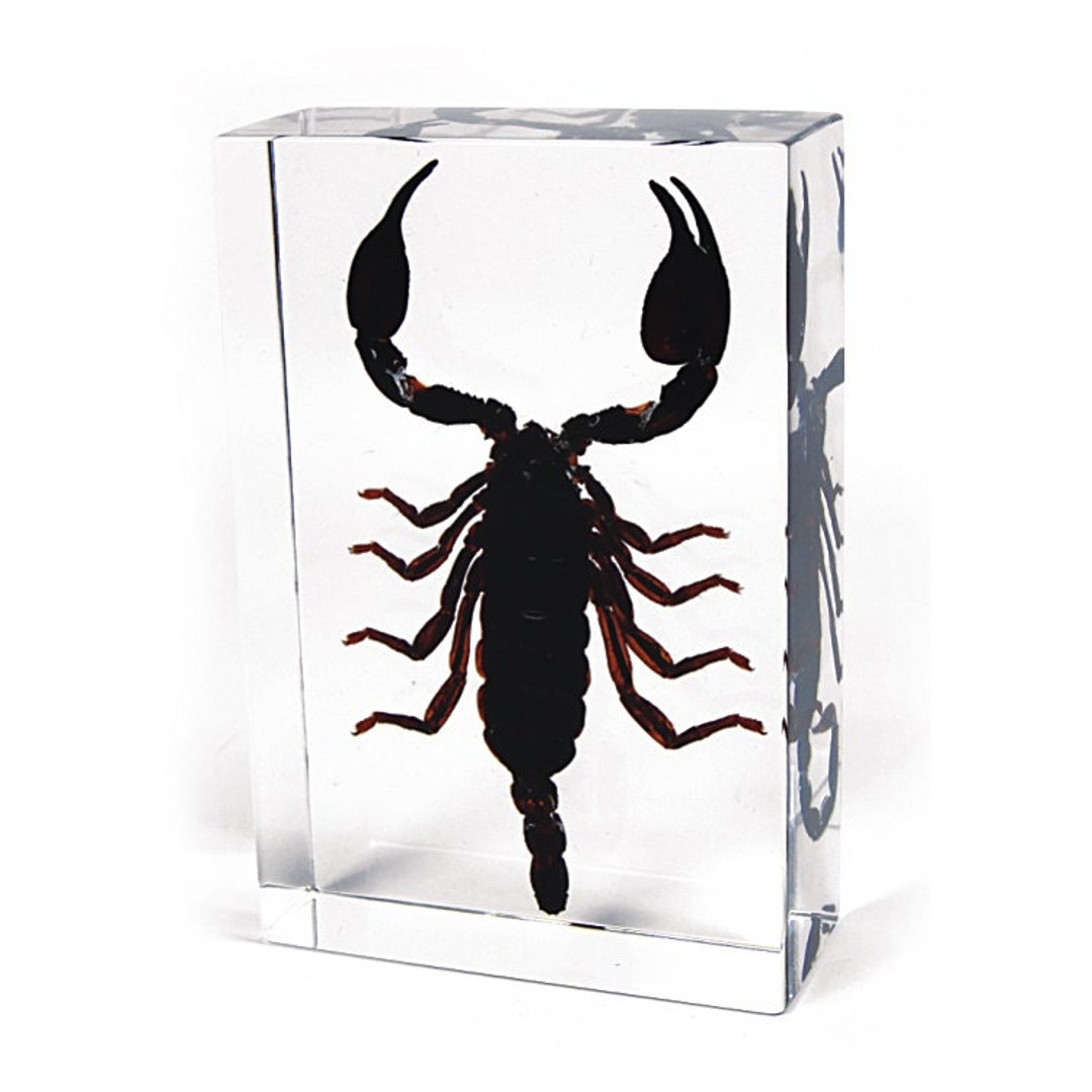Scorpion Paperweight - Etsy