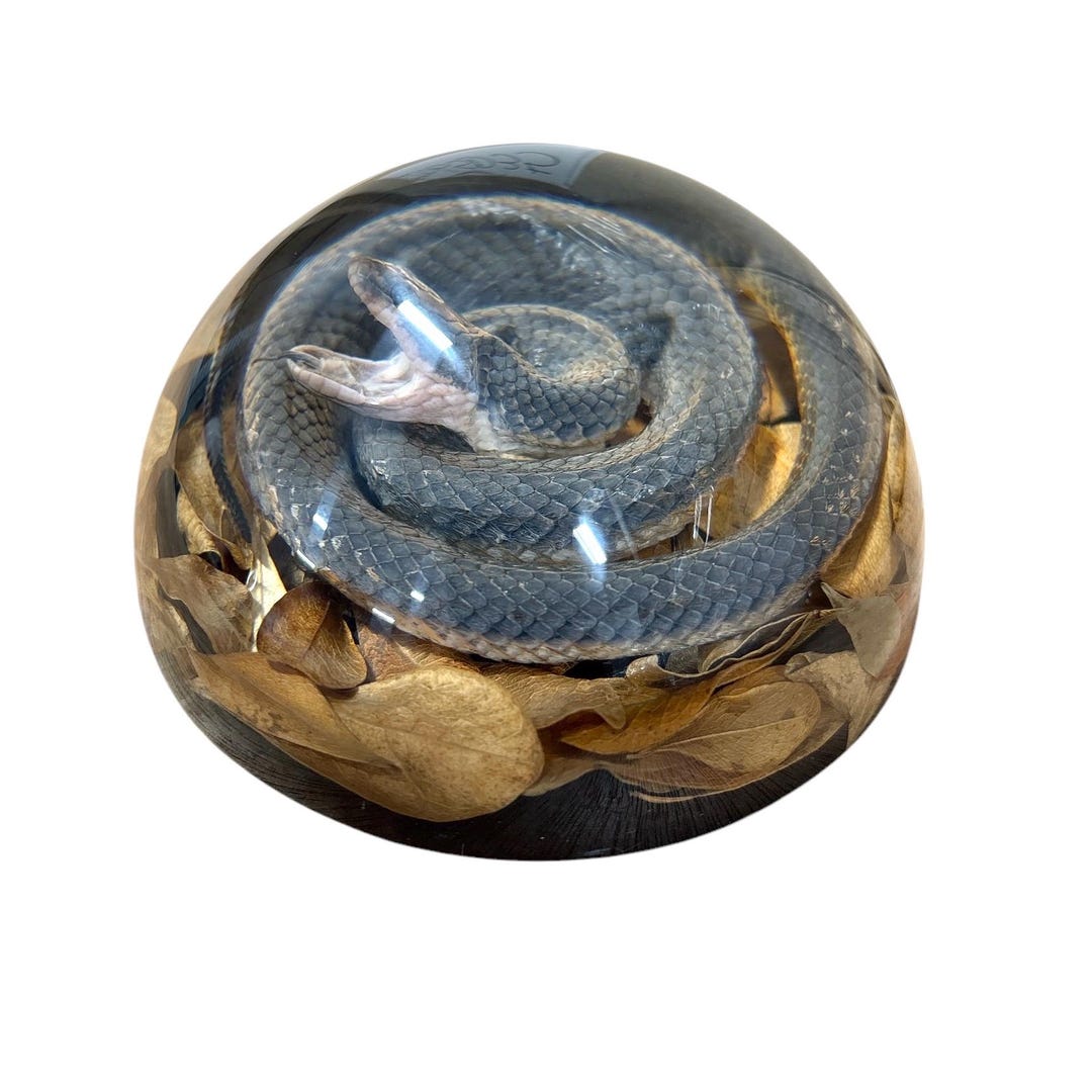 Real Snake Half Dome Paperweight ɸ4x2 In - Etsy
