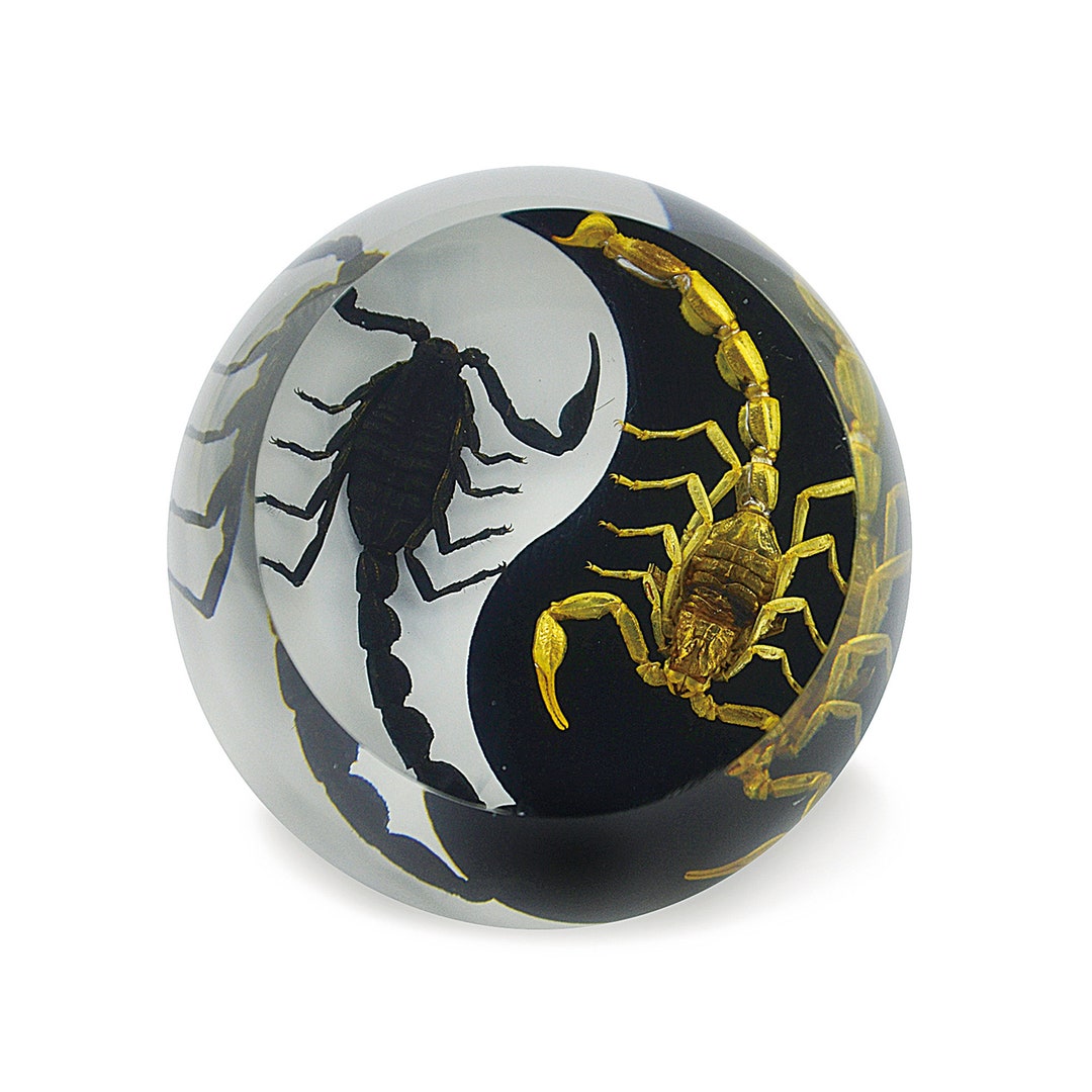 Scorpion Yin Yang Paperweight 2.4x2.4x2.2 In - Etsy