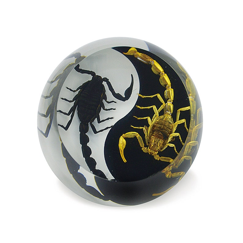 Scorpion Yin Yang Paperweight 2.4x2.4x2.2 in | Etsy