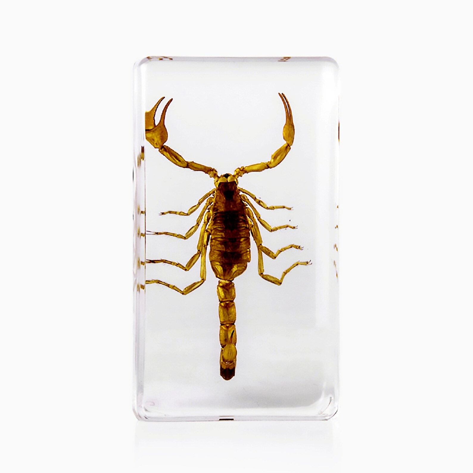 Scorpion Paperweight 2.9x1.6x1 In - Etsy