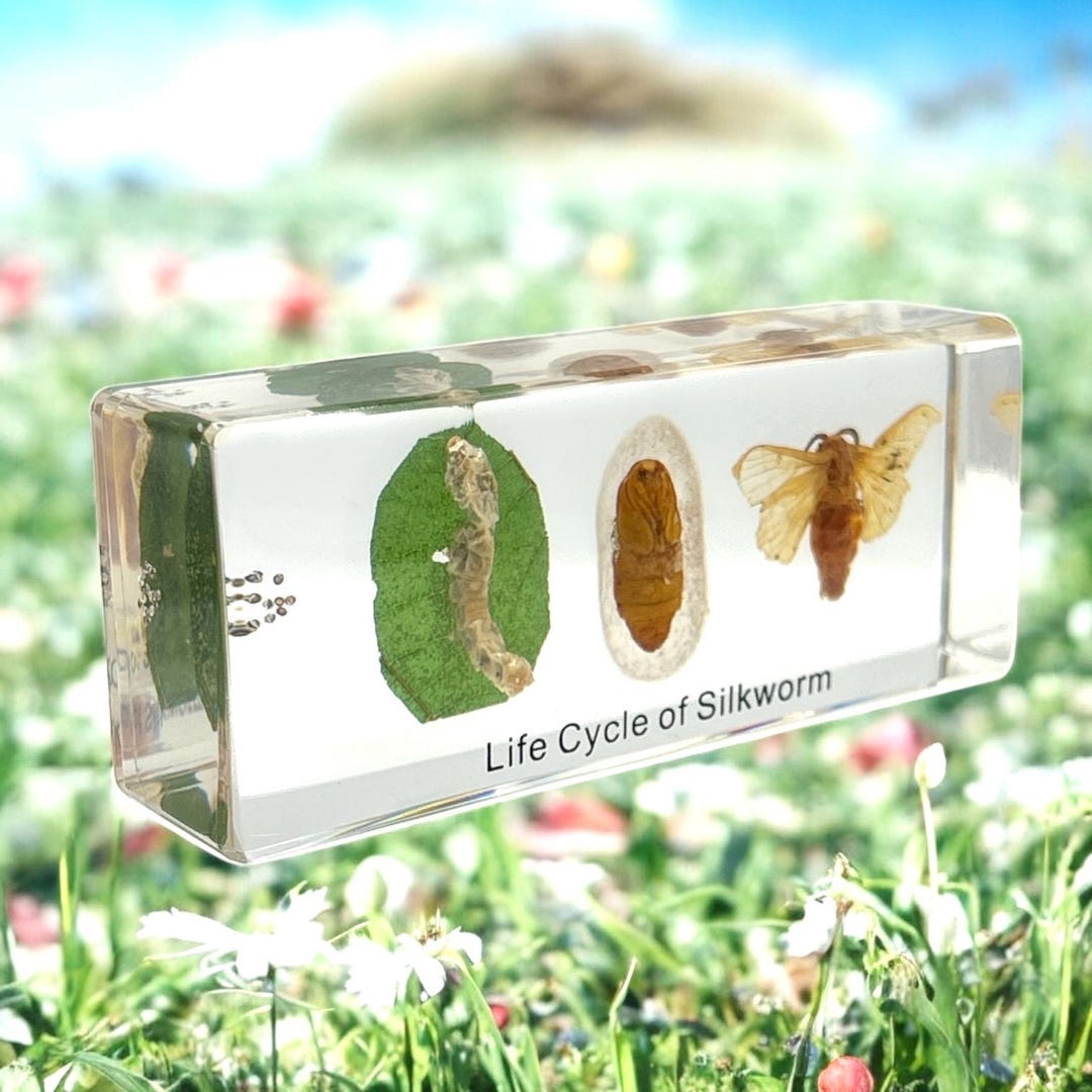 Life Cycles of Silkworm - Etsy