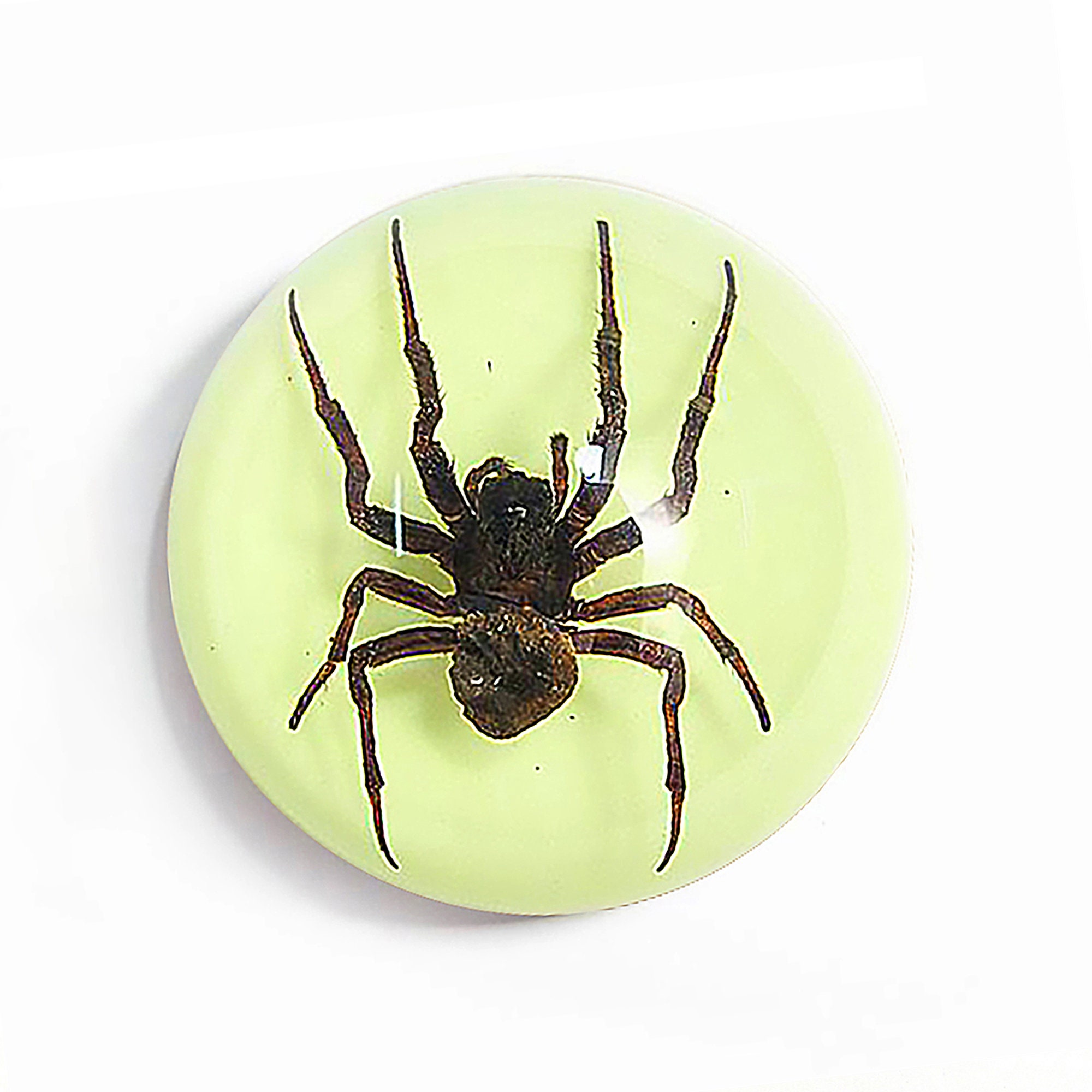 Glows in the Dark Spider Half-dome Paperweight ɸ2.5x1.3 In - Etsy