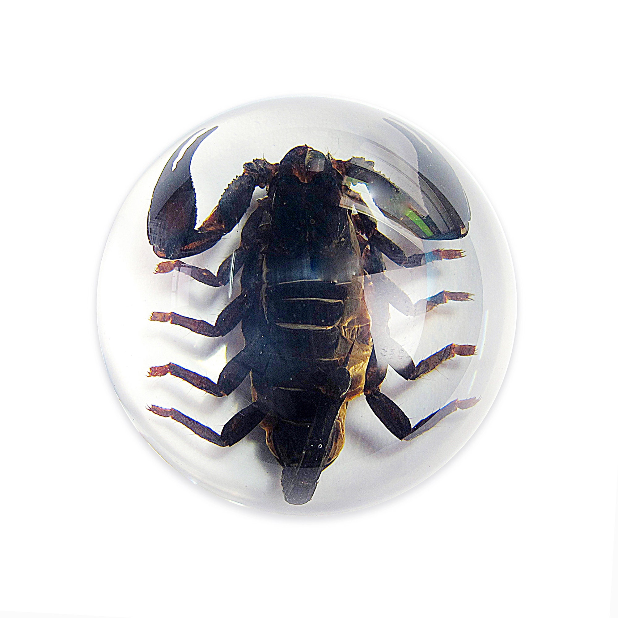 Home & Living Dome Paperweight \u02782.5x1.3 in Black Scorpion Half ...