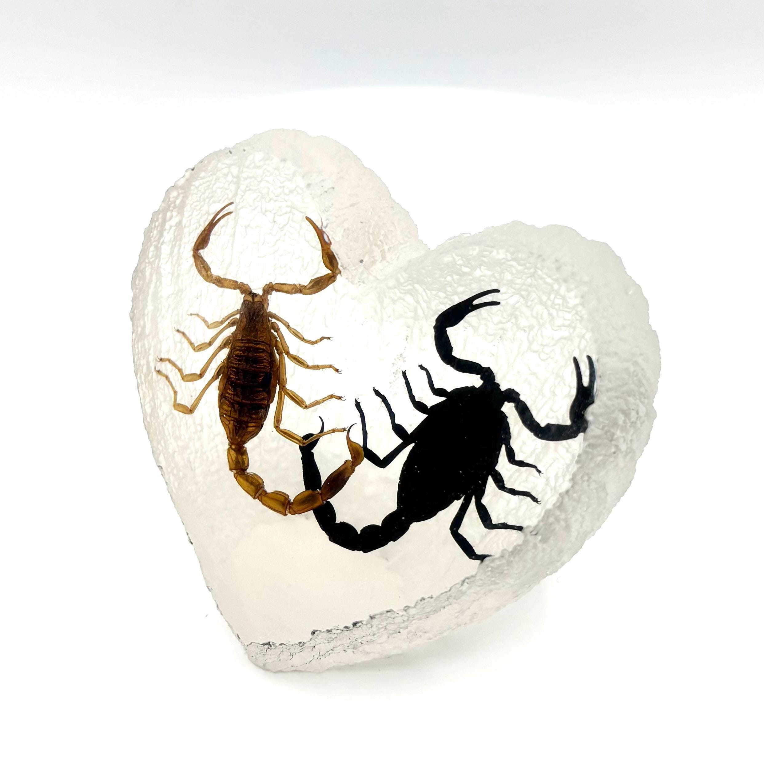 Brown and Black Scorpion Heart Display - Etsy