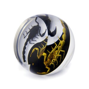 Scorpion Yin Yang Paperweight 2.4x2.4x2.2 In - Etsy
