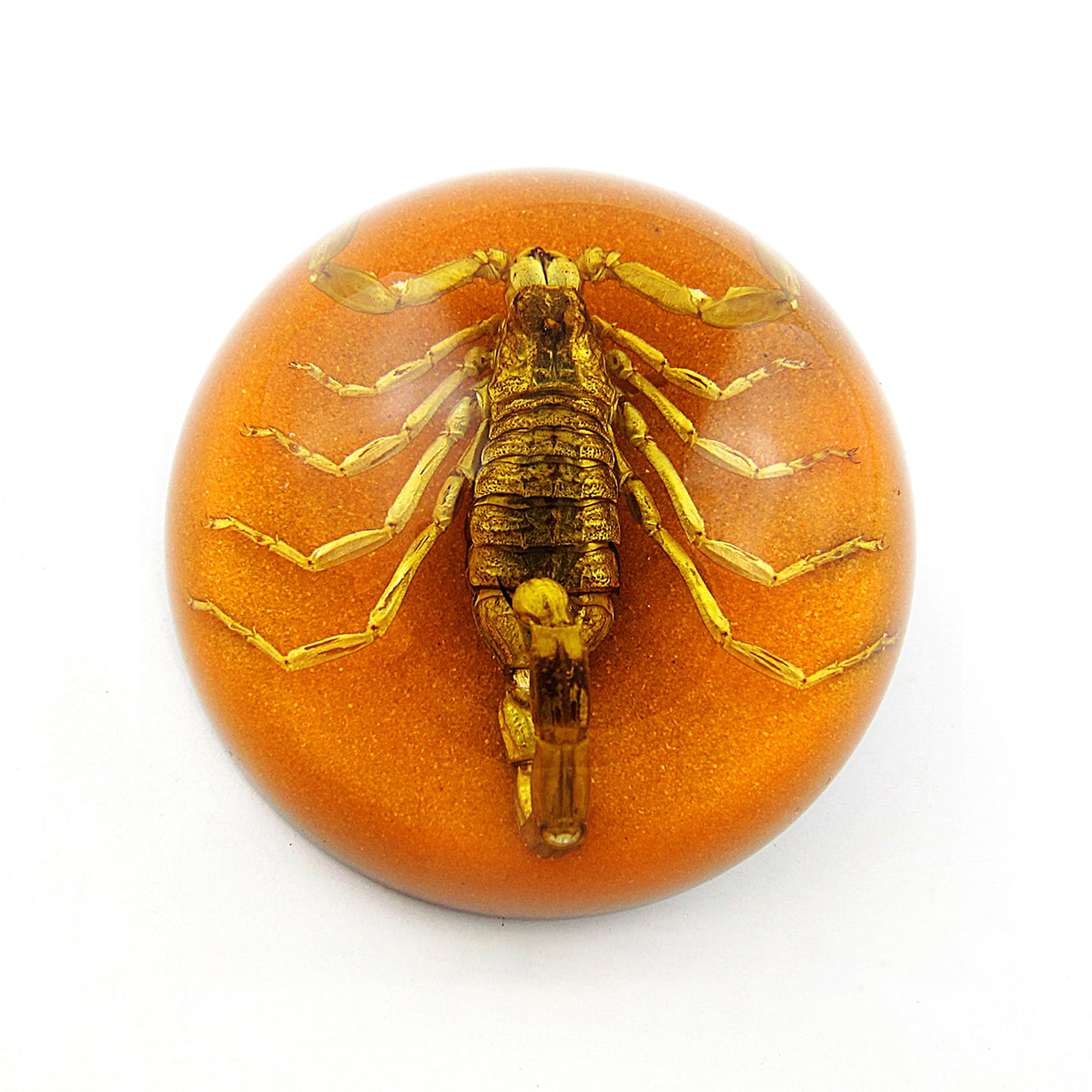 Scorpion Half- Dome Paperweight ɸ2.5x1.3 In - Etsy