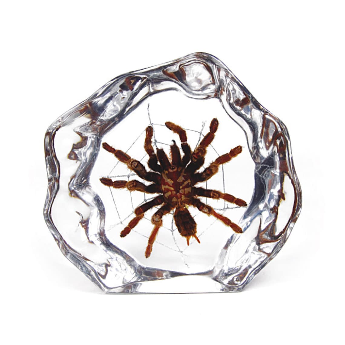 Tarantula Desktop Decorations - Etsy