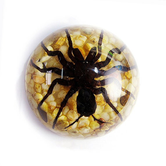 Home & Living Office Paperweights Dome Paperweight \u02782.5x1.3 in ...