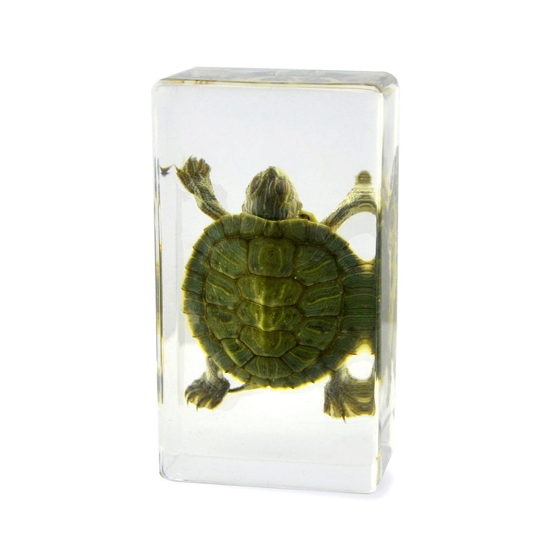 Tortoise Paperweight 2.9x1.6x1 In - Etsy