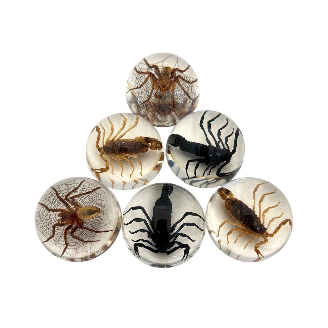 Insect Party Favors - Spiders and Scorpions, Set of 6 - Etsy