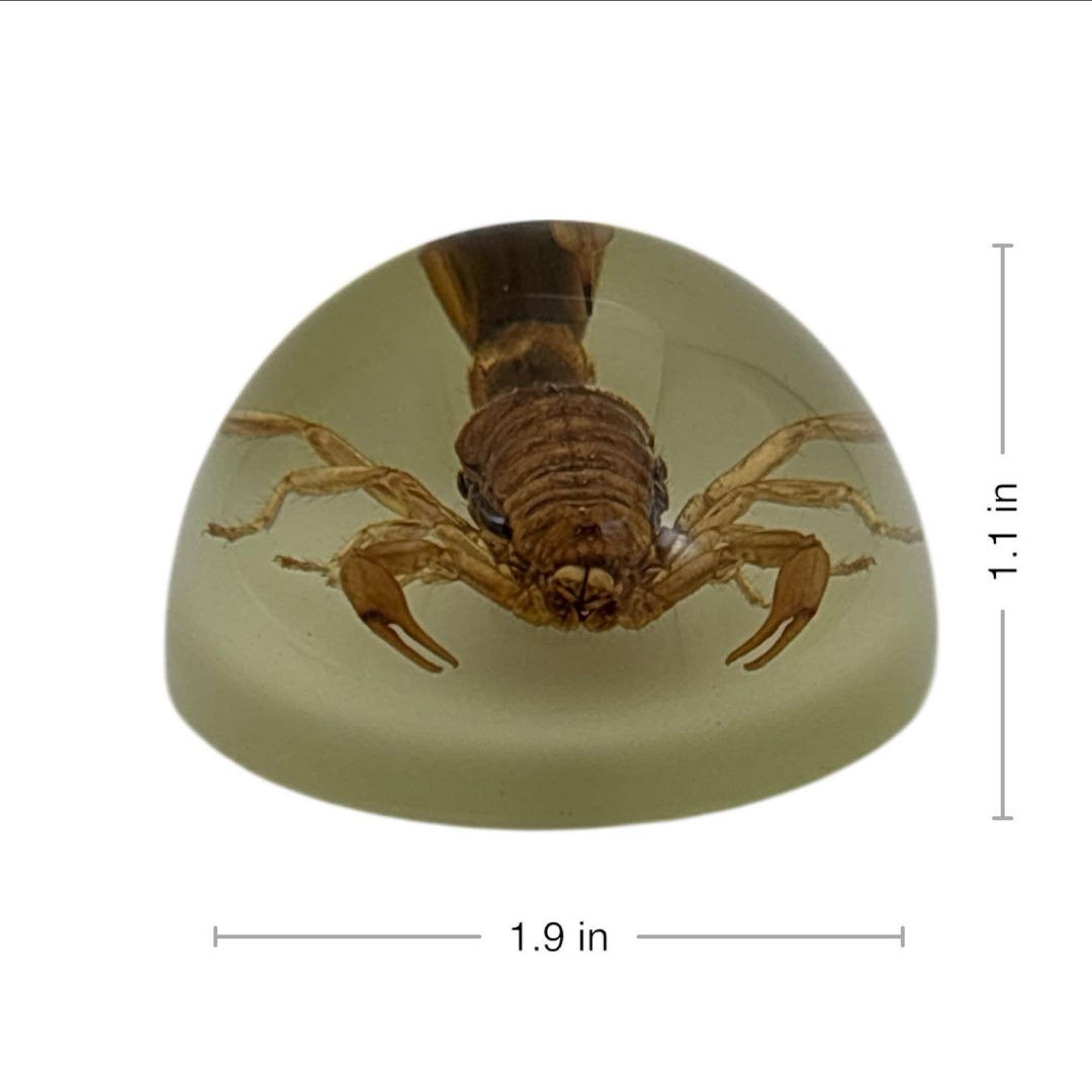 Pack of 6 Glow in the Dark Real Scorpion Paperweight - Etsy