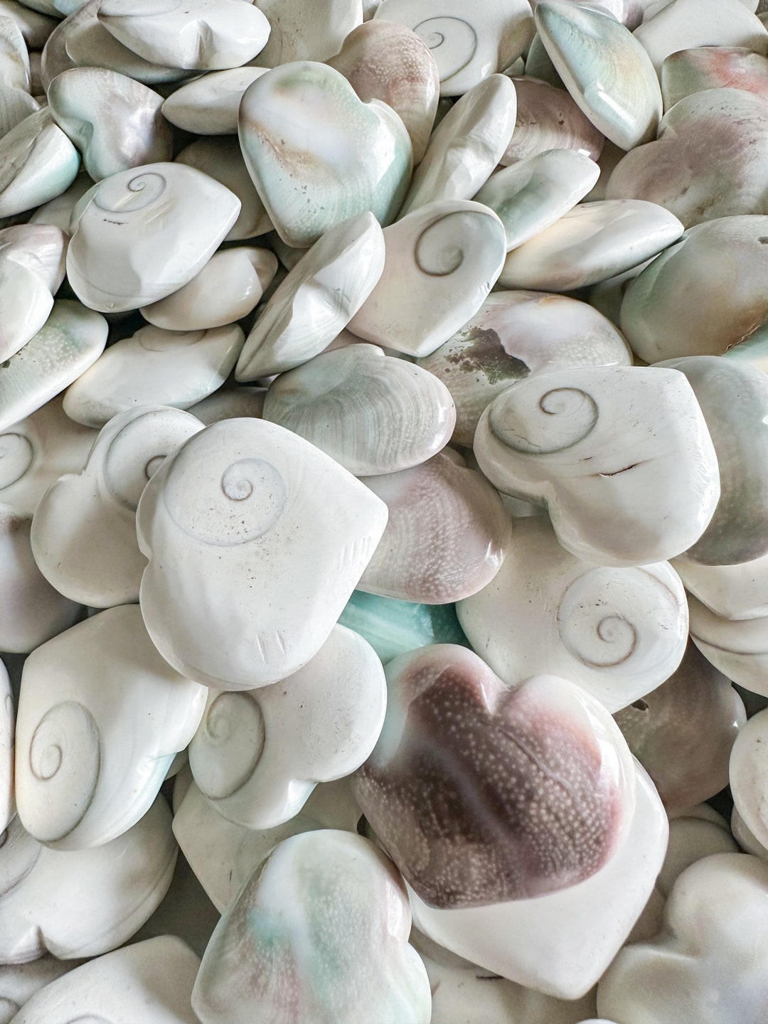 Shiva Shell Heart Polished High Quality Shell - Etsy