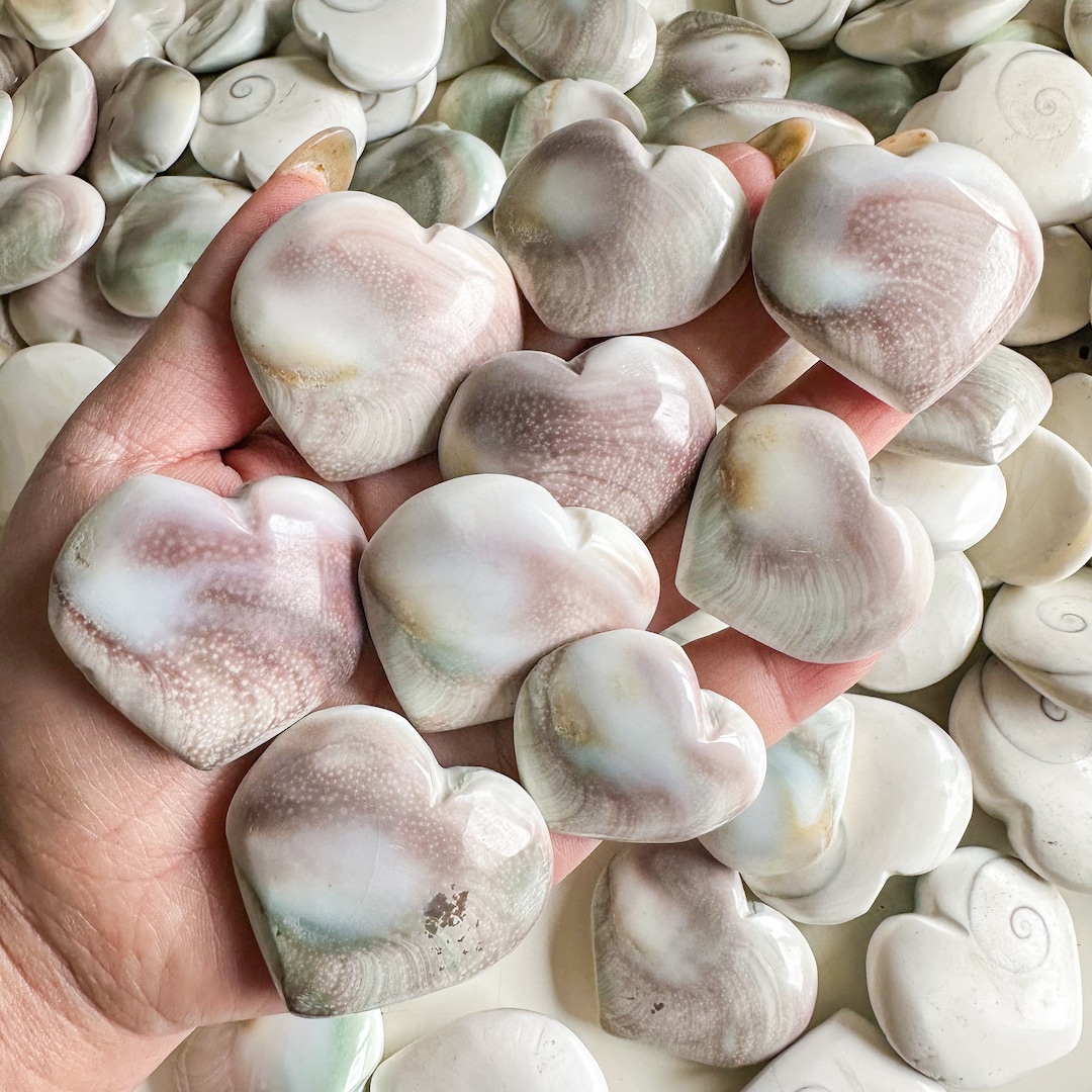 Shiva Shell Heart Polished High Quality Fossil - Etsy