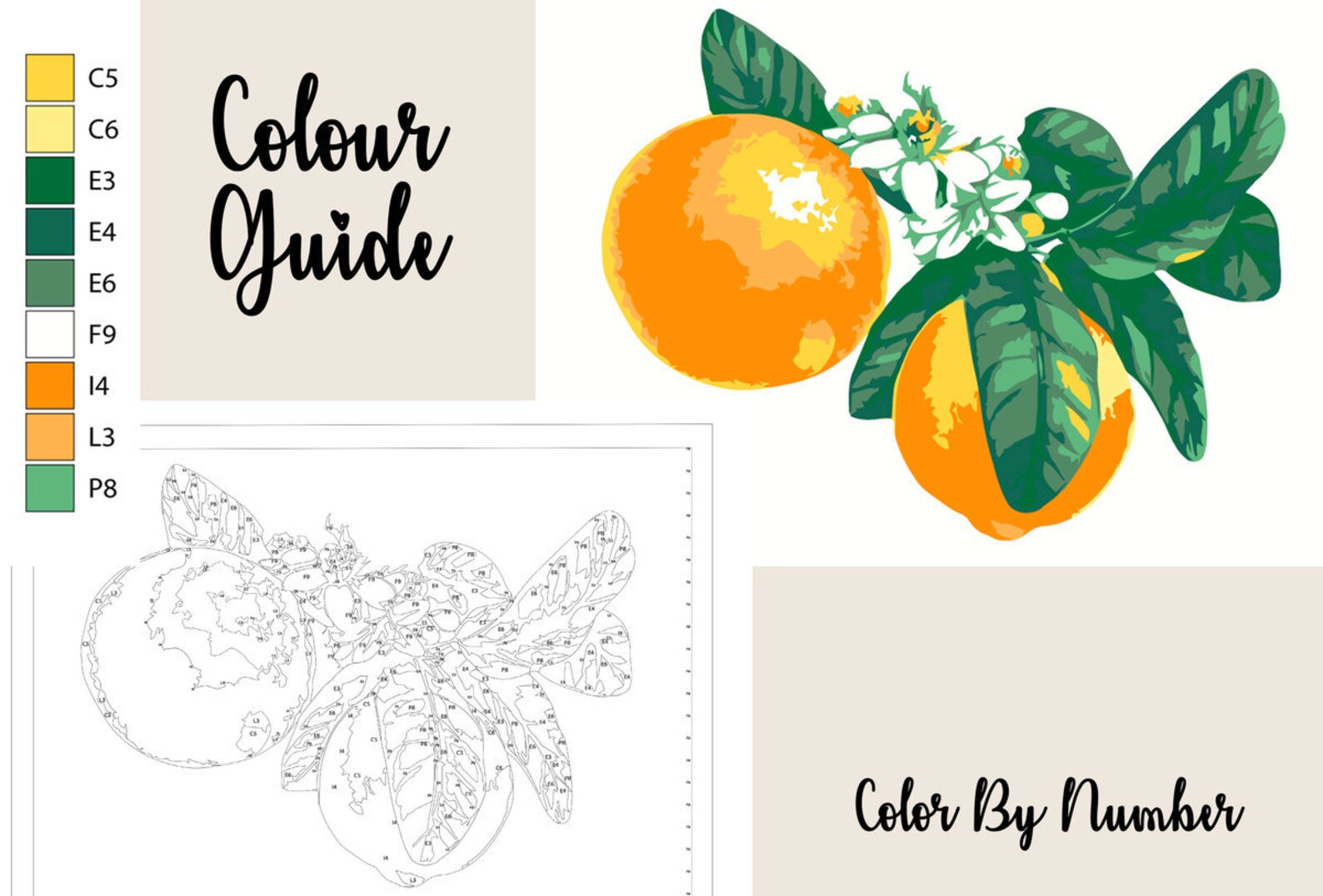 Orange Blossom Painting by Numbers Orange Coloring Page Printable ...