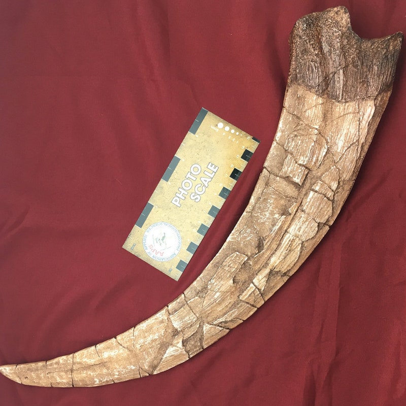 Dinosaur Claw - Etsy