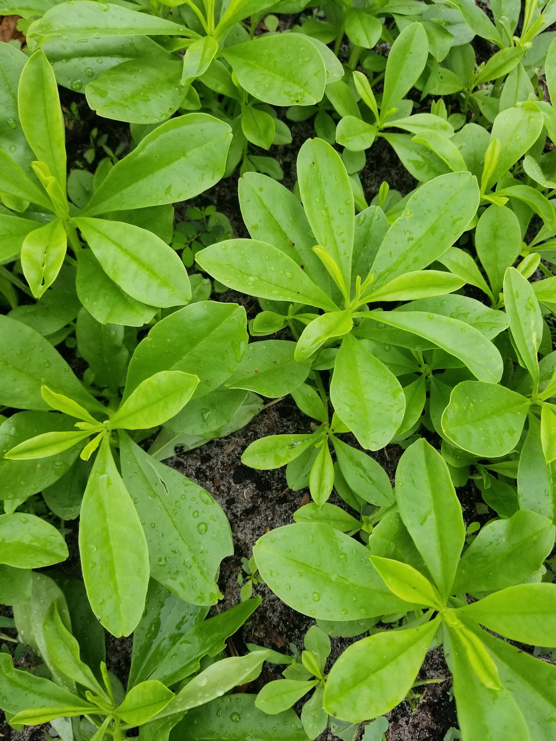 Java Ginseng 100 seeds free shipping | Etsy