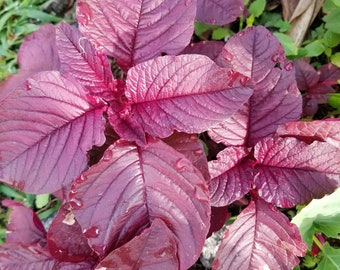 Amaranth Seeds | Etsy