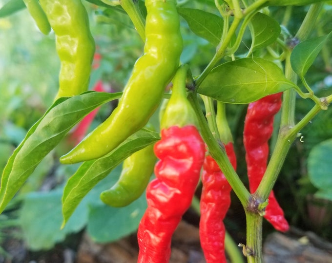 Indian Jwala Chili Pepper 10 Seeds - Etsy
