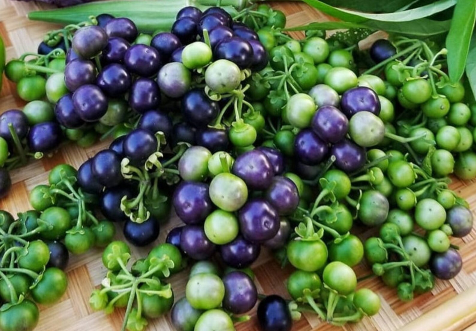 Leunca-Solanum Nigrum 50 seeds Free Shipping | Etsy