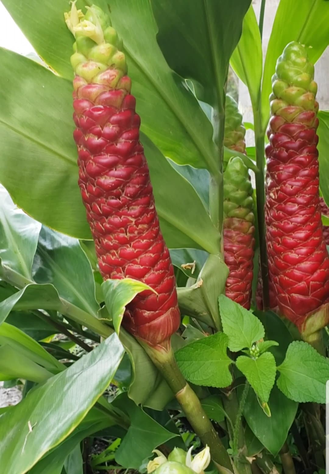 Shampoo Ginger Awapuhi Zingier-pinecone Ginger. 1 Large Rhizome -free ...